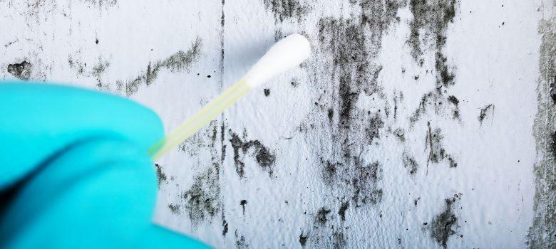 Household Mold: Its Effects and How to Identify It — Bradenton Mold Testing